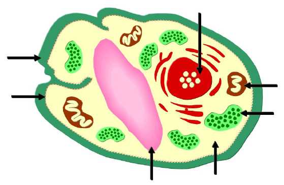 Parts Of A Plant Cell Parts Of A Plant Cell